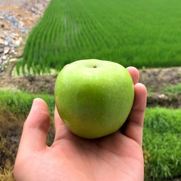 ★타임특가★썸머킹 아오리 초록 사과 1kg/2kg/3kg - CJ프레시마켓