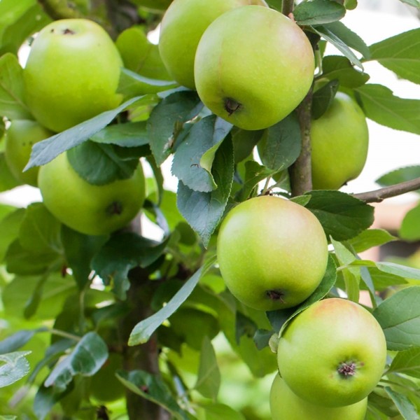 ★타임특가★썸머킹 아오리 초록 사과 1kg/2kg/3kg - CJ프레시마켓