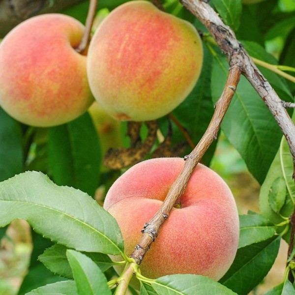 GAP 저탄소 오도로끼 복숭아 (경봉) 1.25kg/2.5kg - CJ프레시마켓