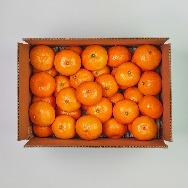 달콤트리 제주 감귤 당도선별감귤 2.5kg/3kg/5kg(로얄과,소과) - CJ프레시마켓